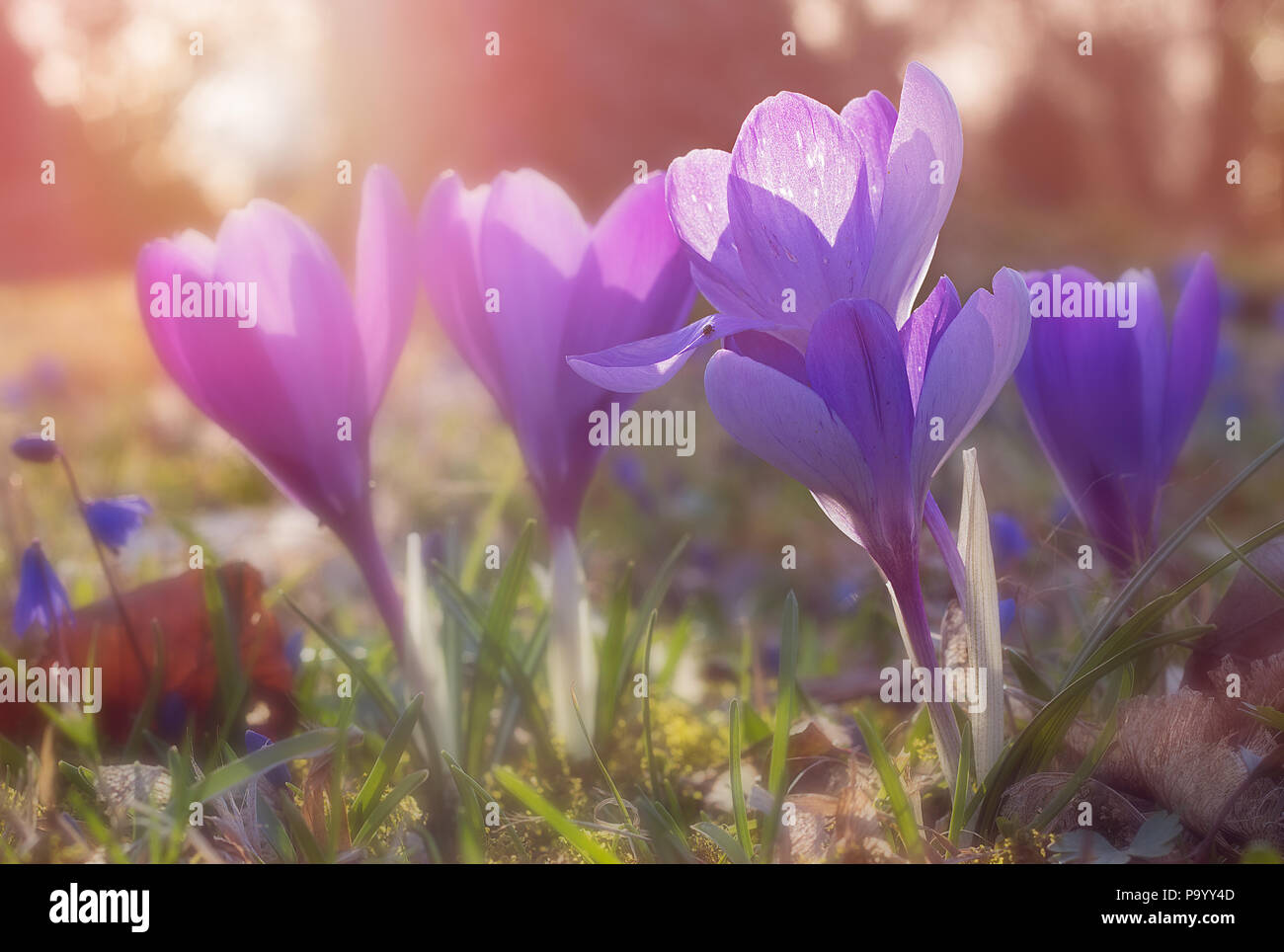 Spring flowers in golden light Stock Photo - Alamy
