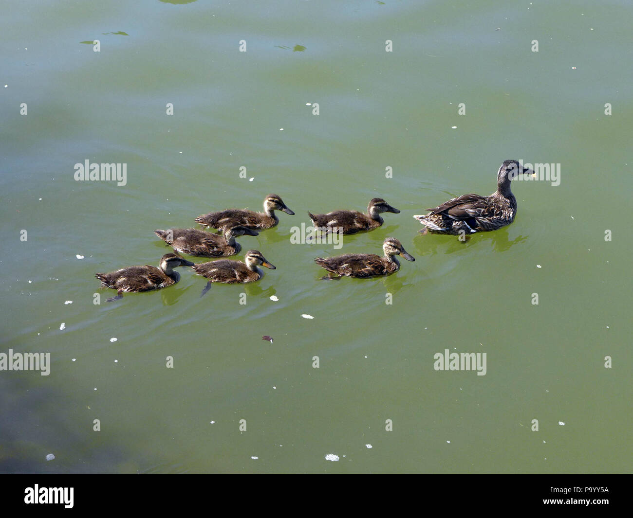 Mother duck with six ducklings Stock Photo - Alamy