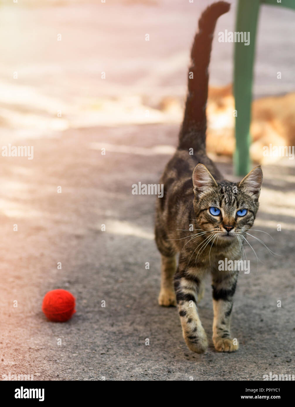 Grey tabby running hi-res stock photography and images - Alamy
