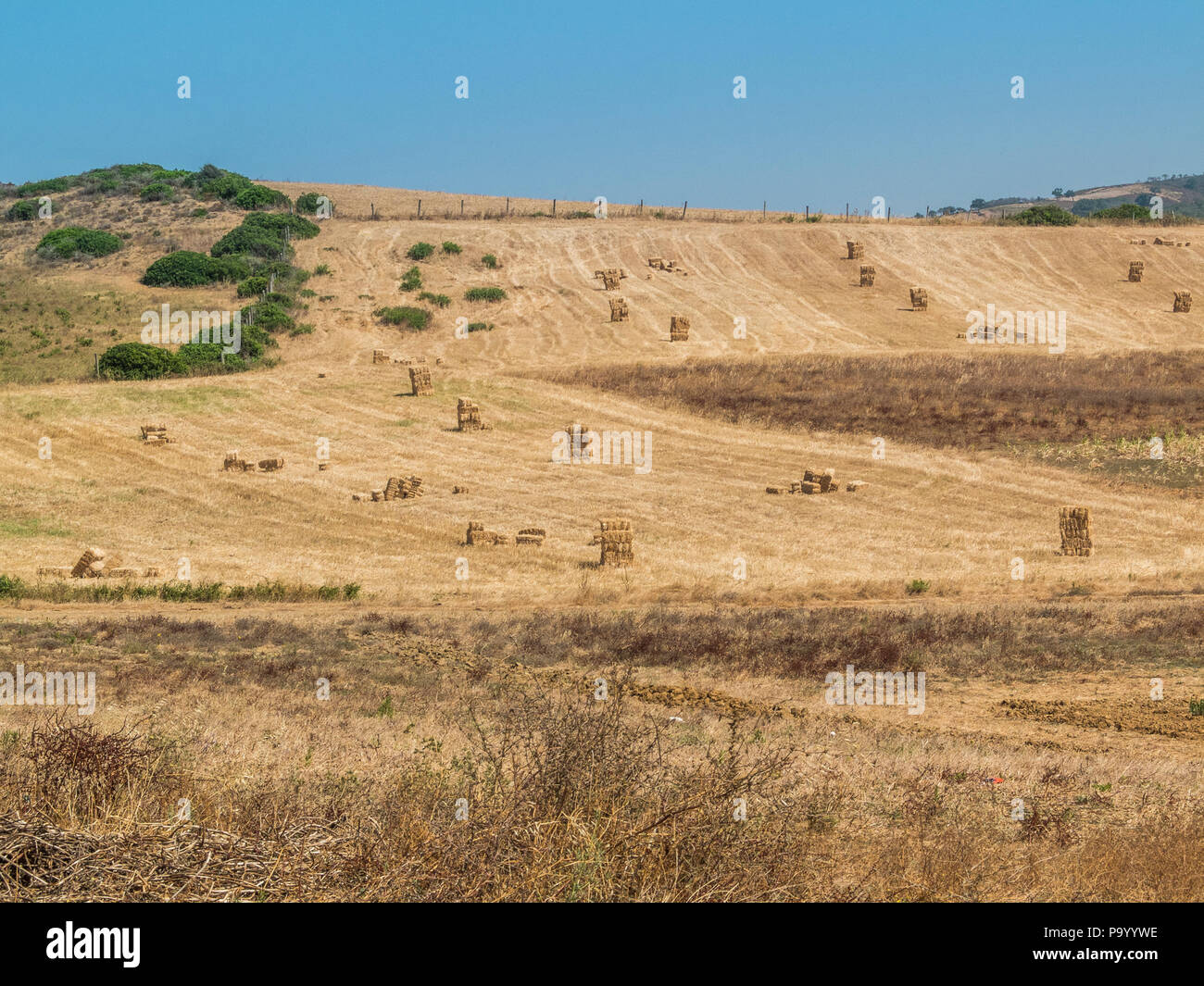 Moroccan Landscape With Many Hay Bales In The Morning, agriculture farm ...