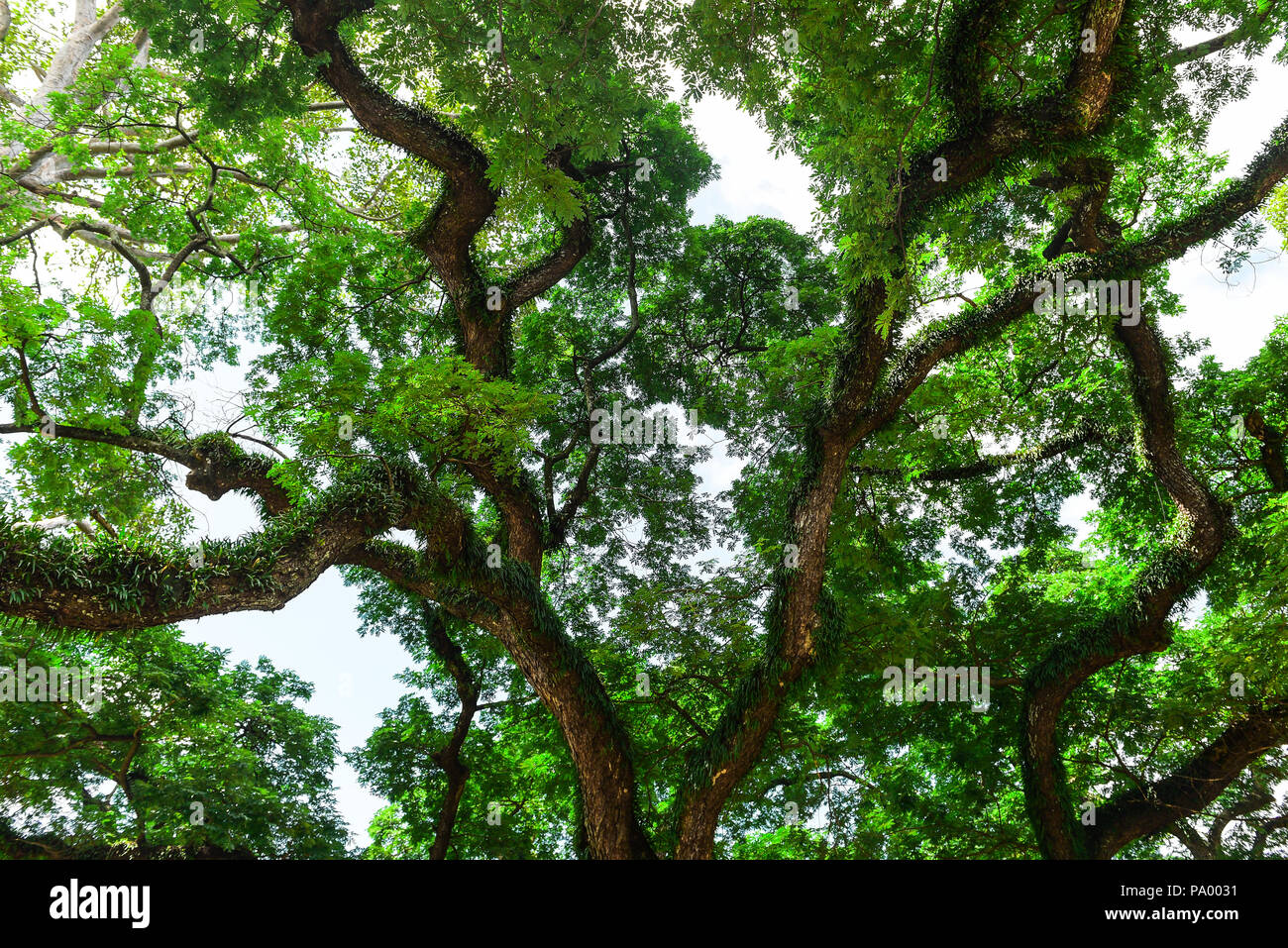 Beautiful big green tree in the big forest Stock Photo - Alamy