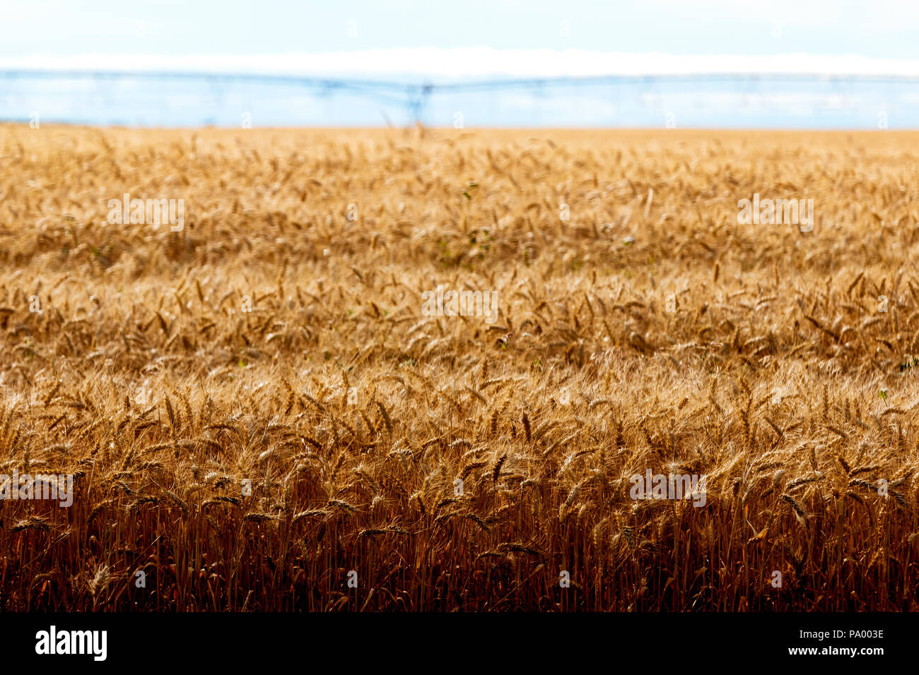 Golden wheat field with irrigation watering system with clouds going in ...