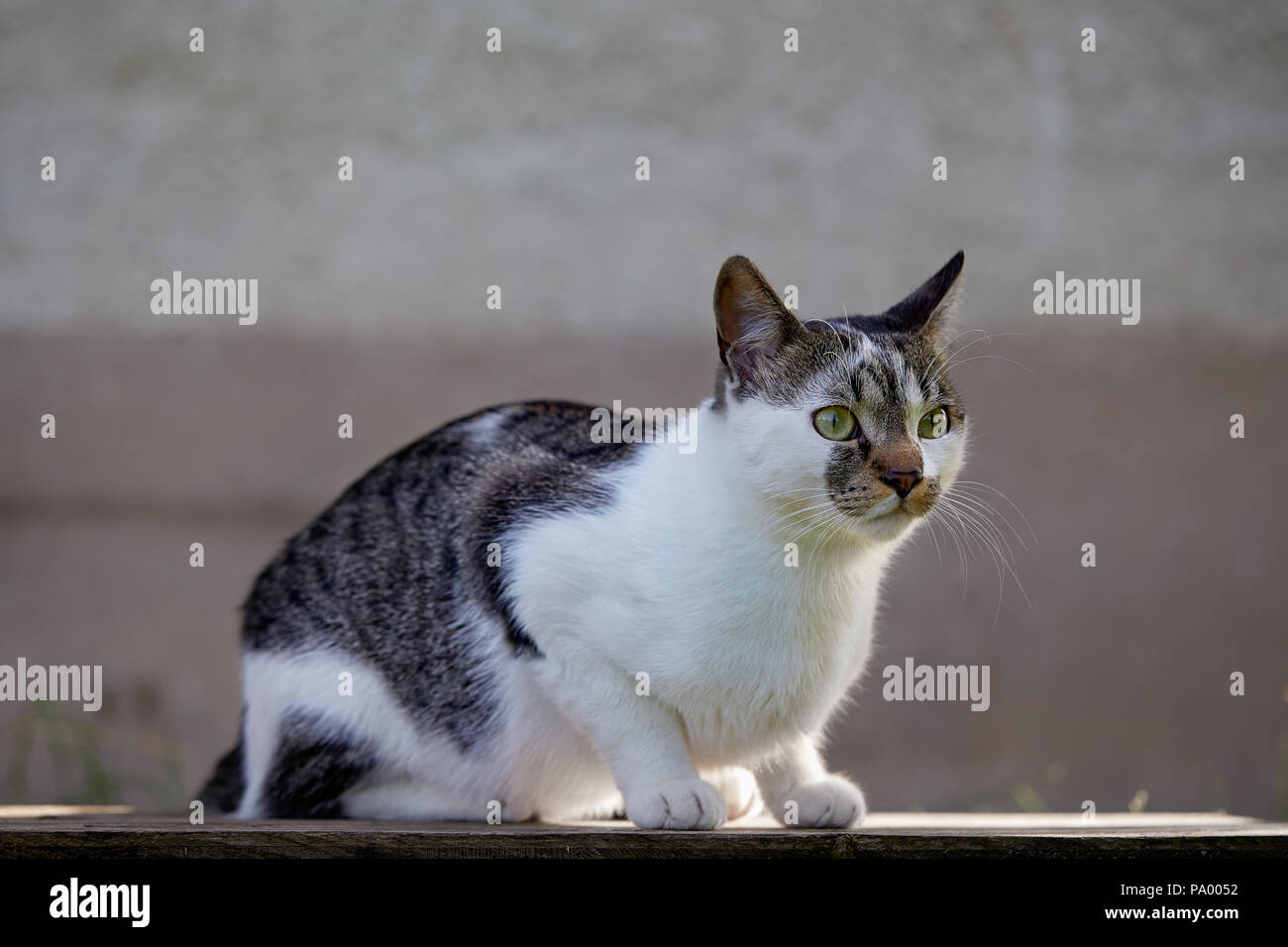 Cute alert cat sitting on garden table Stock Photo - Alamy