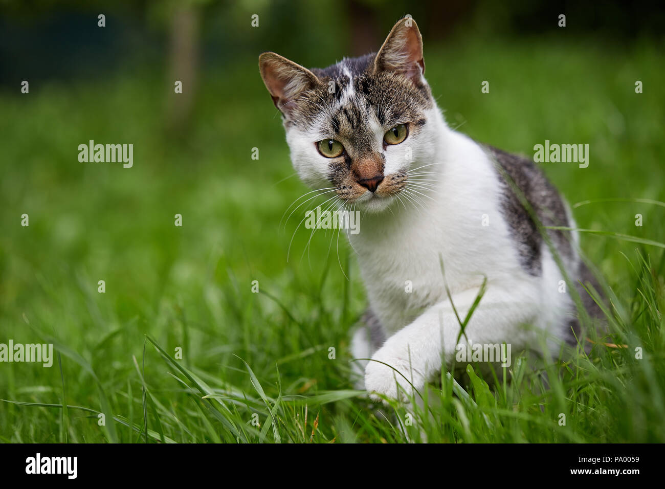 Cute cat looking at camera. Natural light. Domestic cat in the grass ...