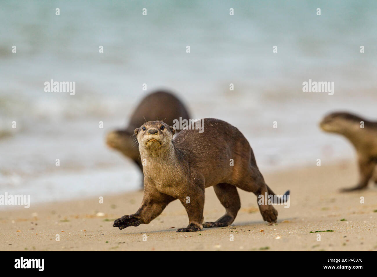 Smooth coated otters hi-res stock photography and images - Alamy