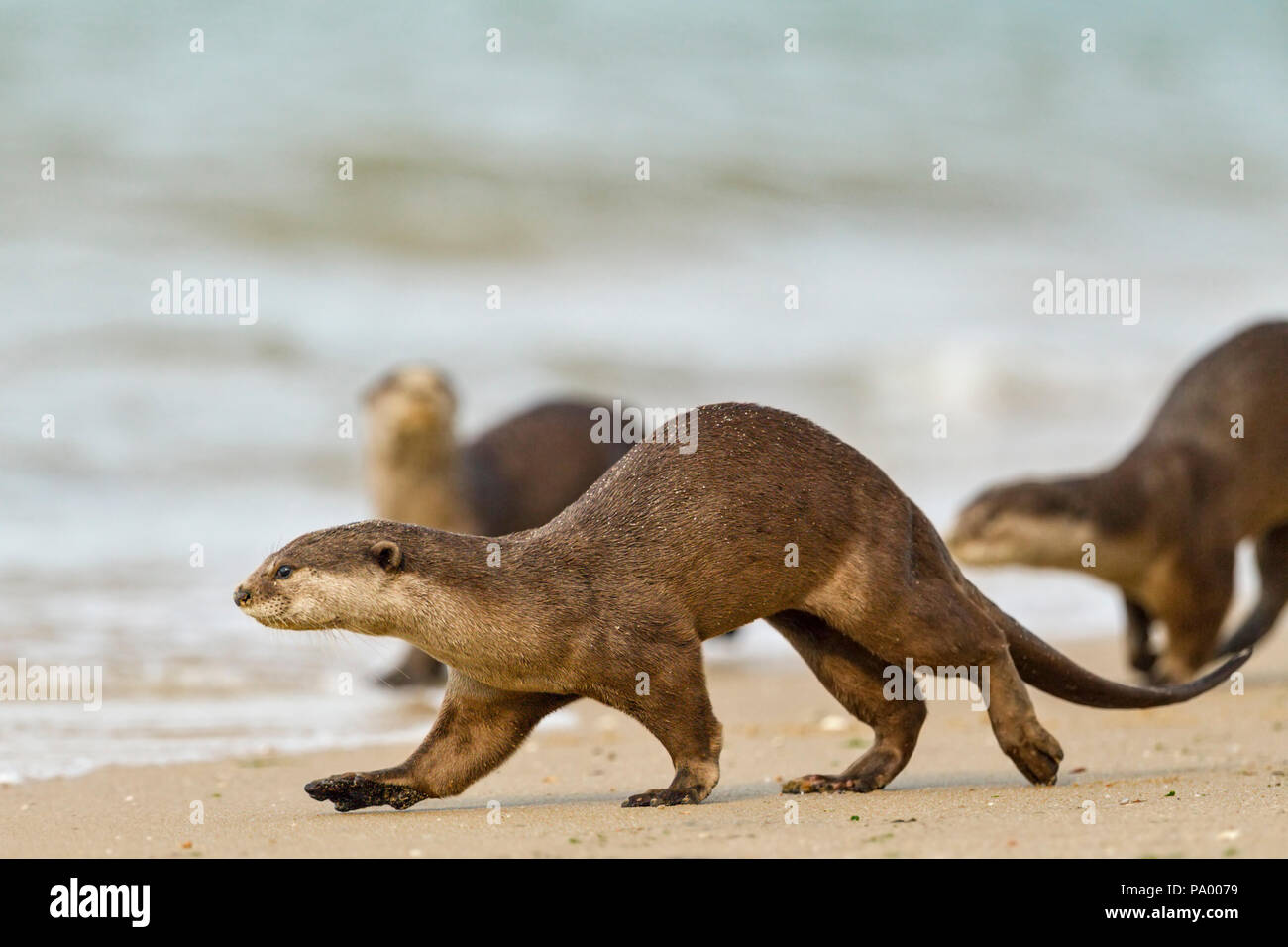 Smooth-coated otters return to the sea, Singapore Stock Photo - Alamy