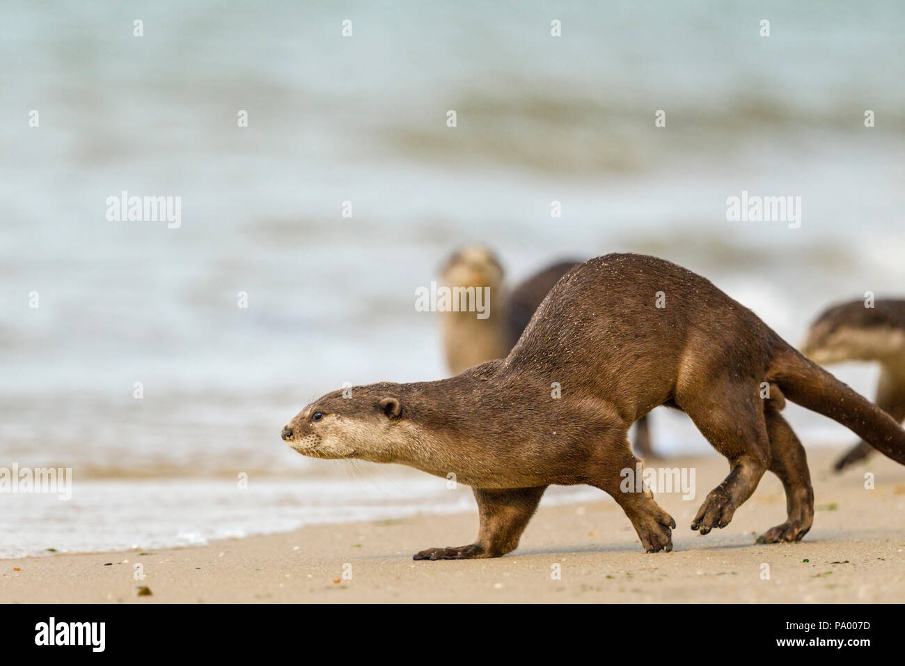 Smooth-coated otters return to the sea, Singapore Stock Photo - Alamy