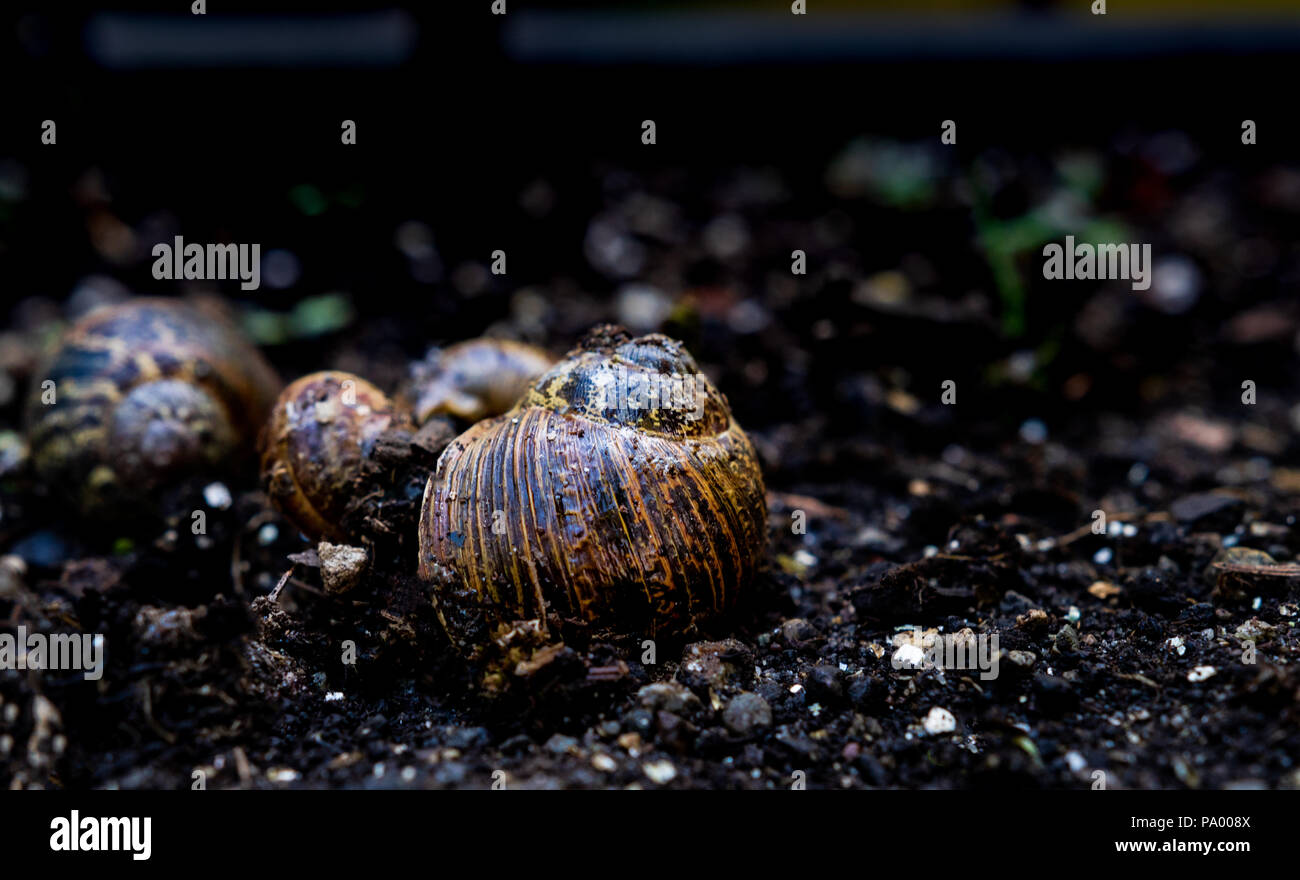 Empty snail shells on dirt in a garden after recent rainfall Stock ...