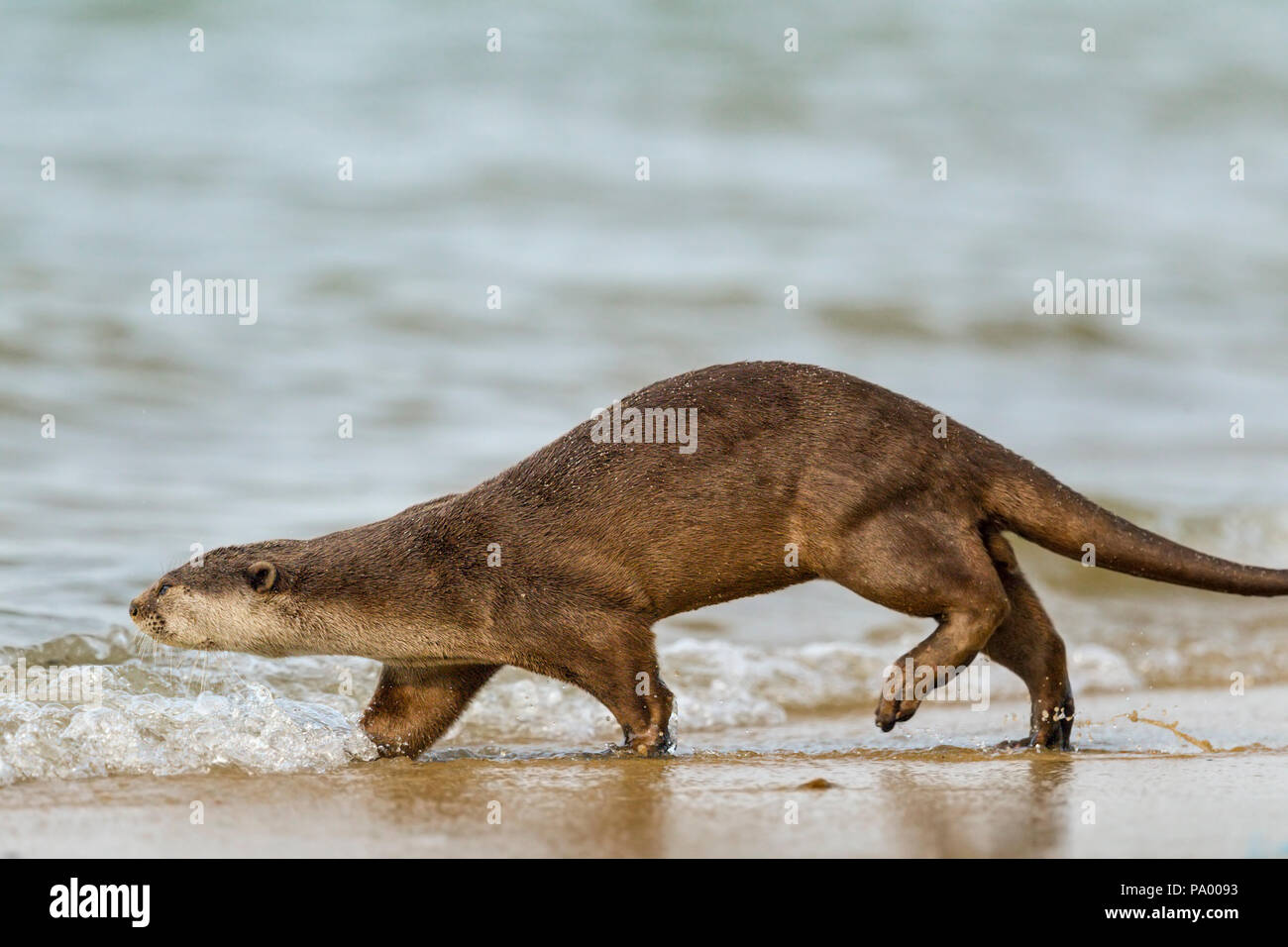 Smooth-coated otters return to the sea, Singapore Stock Photo - Alamy