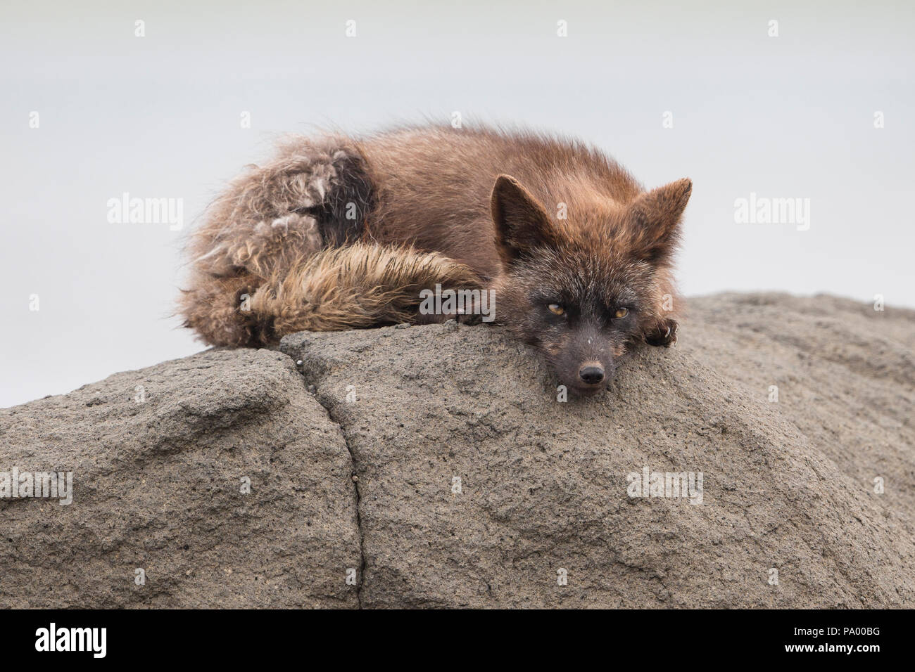 Arctic Fox, Aleutian Islands, Alaska Stock Photo - Alamy