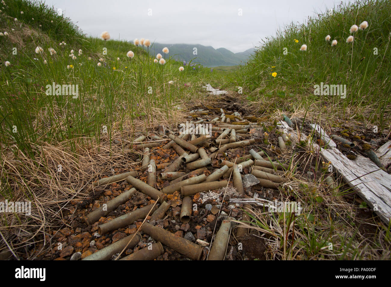 Machine Gun Shells, Attu, Aleutian Islands, Alaska Stock Photo - Alamy