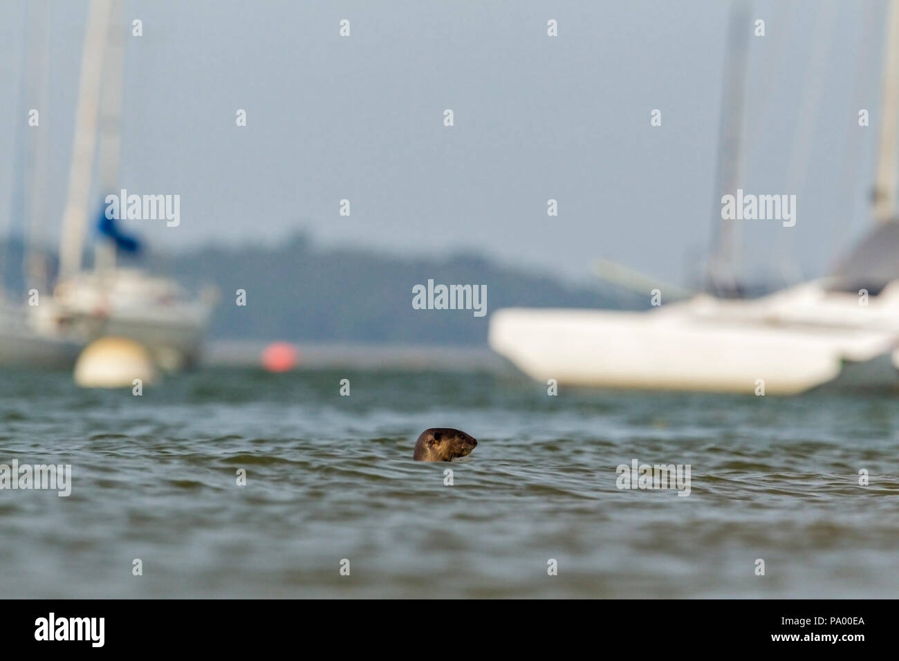 Smooth-coated otter swimming amidst yachts moored outside Changi ...