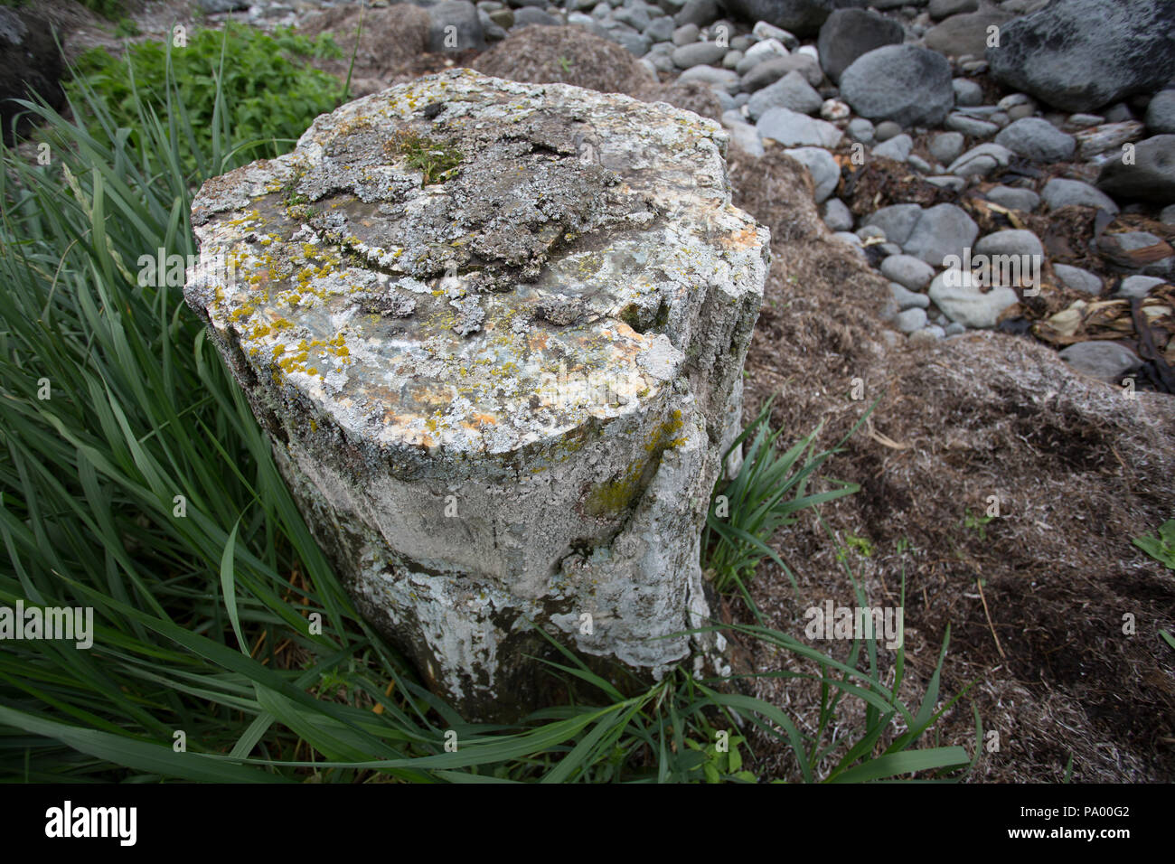 Petrified Wood deposit, from 25 million years ago, Unga Island, Alaska ...