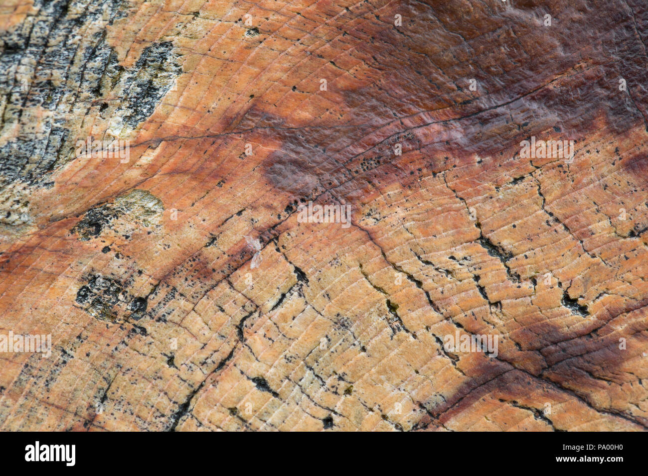 Close up of a Petrified Wood deposit, from 25 million years ago, Unga ...