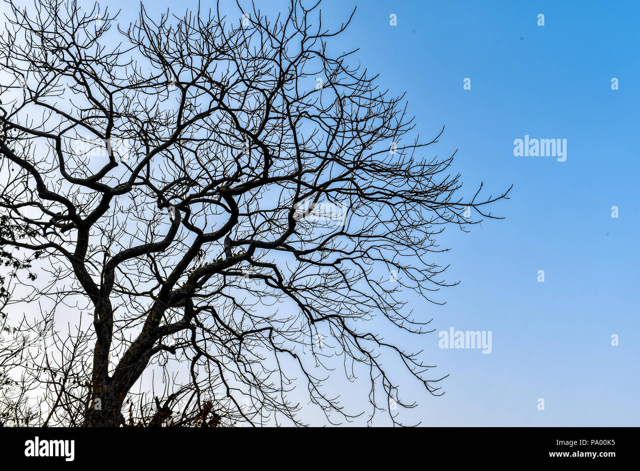 Decidous Tree in the Autumn season when it has shed all its leaves and ...