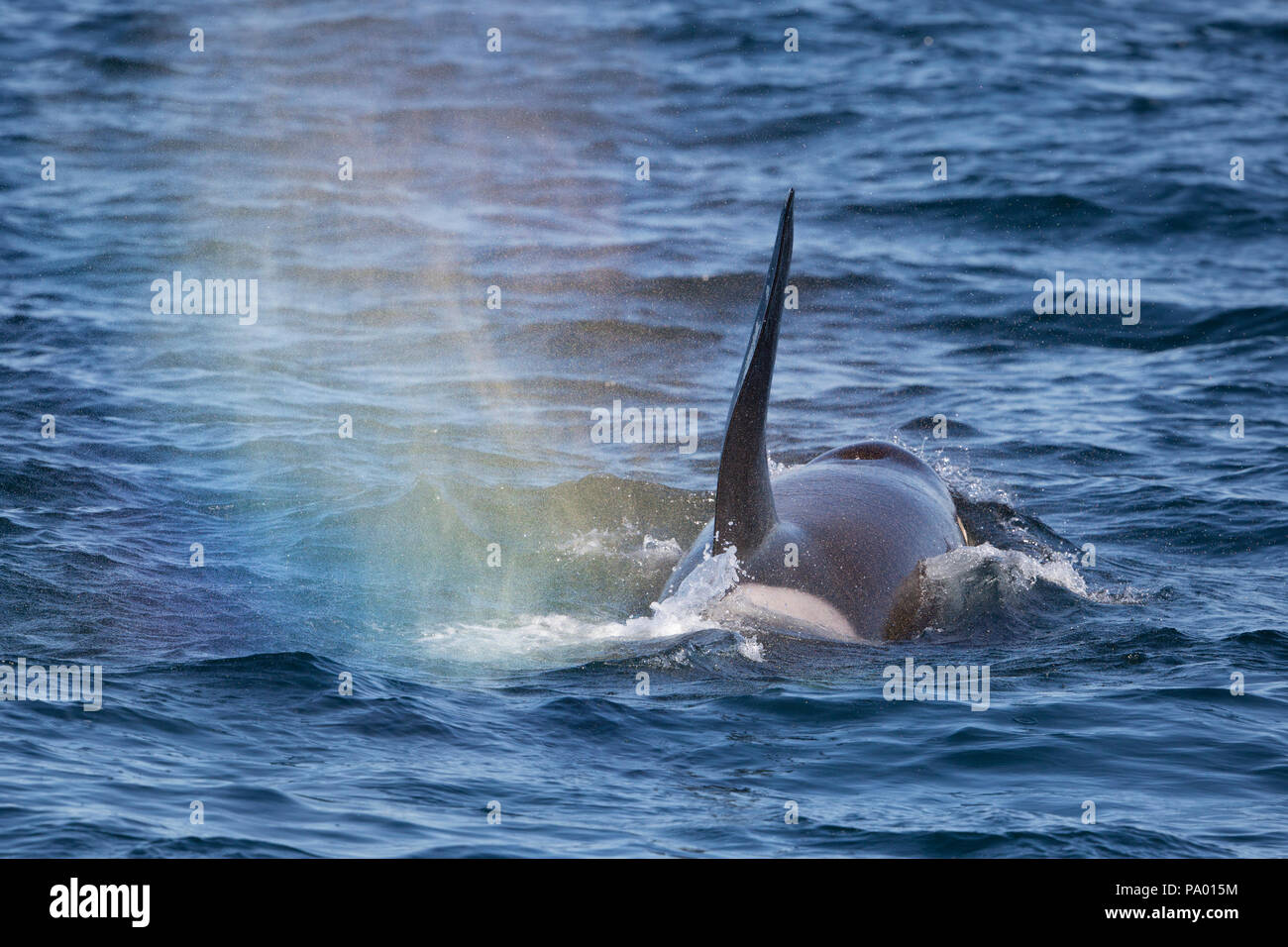 Killer Whale or Orca (Orcinus orca) and rainbow, Eastern Russia Stock ...