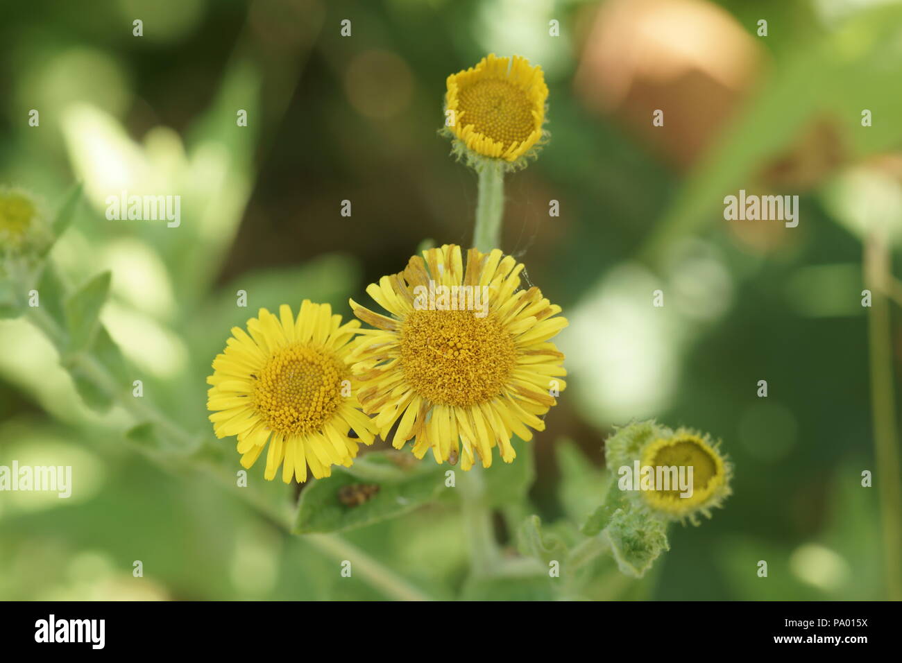 Pulicaria dysenterica (Common Fleabane Stock Photo - Alamy
