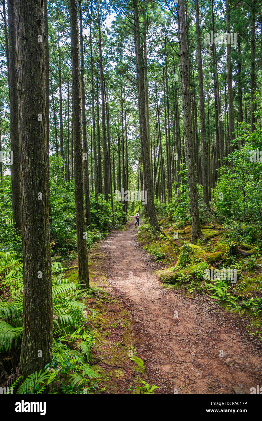 Kumano Kodo pilgrimage route. Way to the grand shrine, Kumano Hongu ...