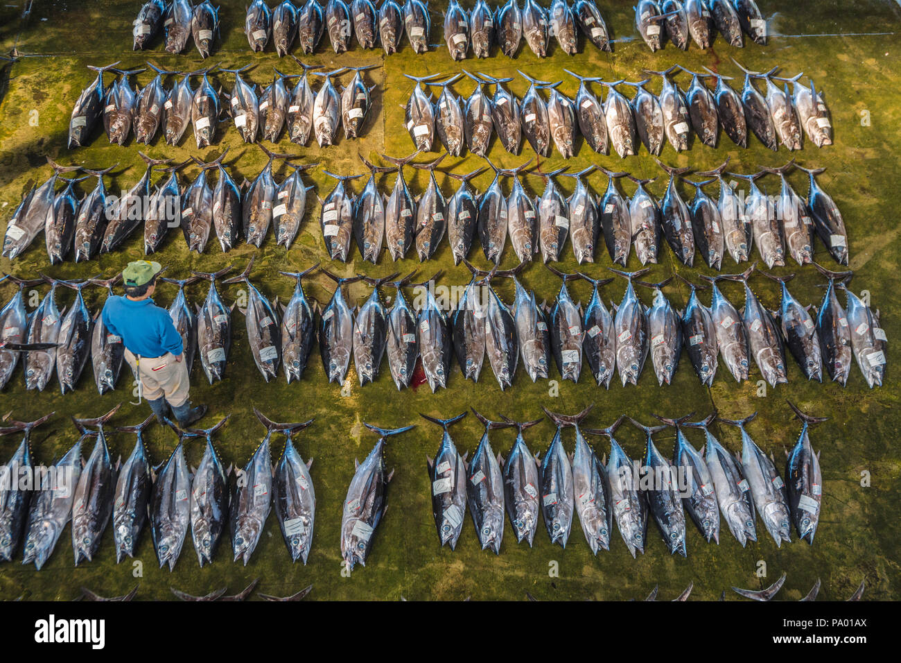 Kumano Kodo pilgrimage route. Fish market. Tuna fish. Fishing port ...