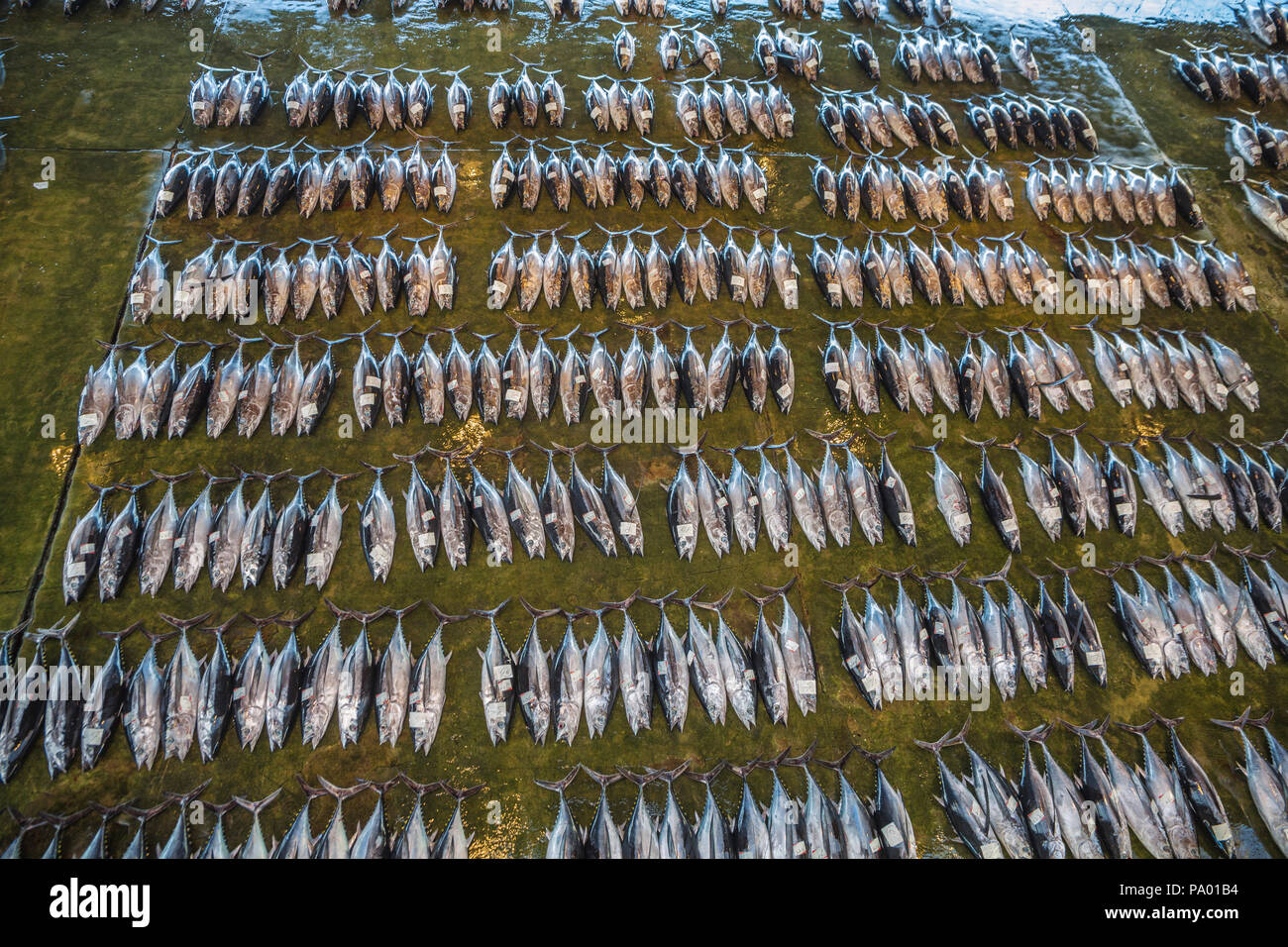 Kumano Kodo pilgrimage route. Fish market. Tuna fish. Fishing port ...