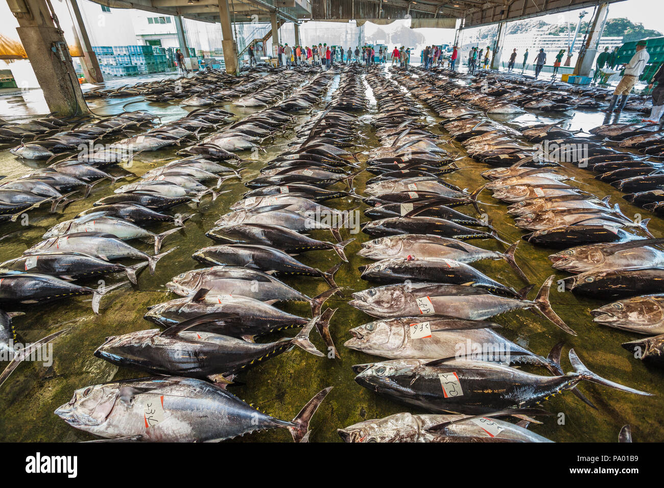Kumano Kodo pilgrimage route. Fish market. Tuna fish. Fishing port ...