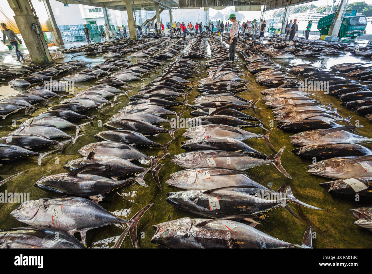 Kumano Kodo pilgrimage route. Fish market. Tuna fish. Fishing port ...