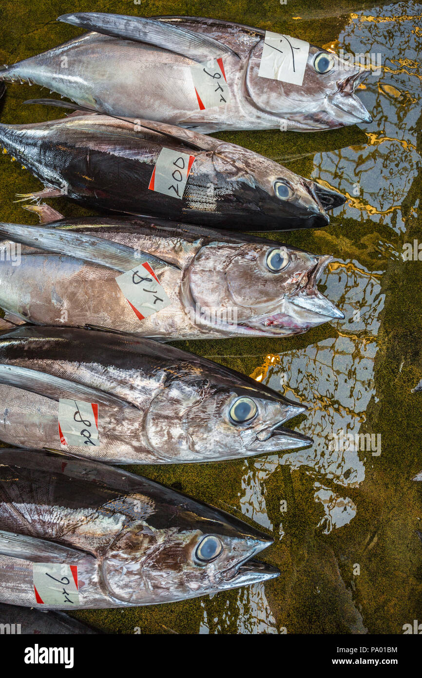 Kumano Kodo pilgrimage route. Fish market. Tuna fish. Fishing port ...