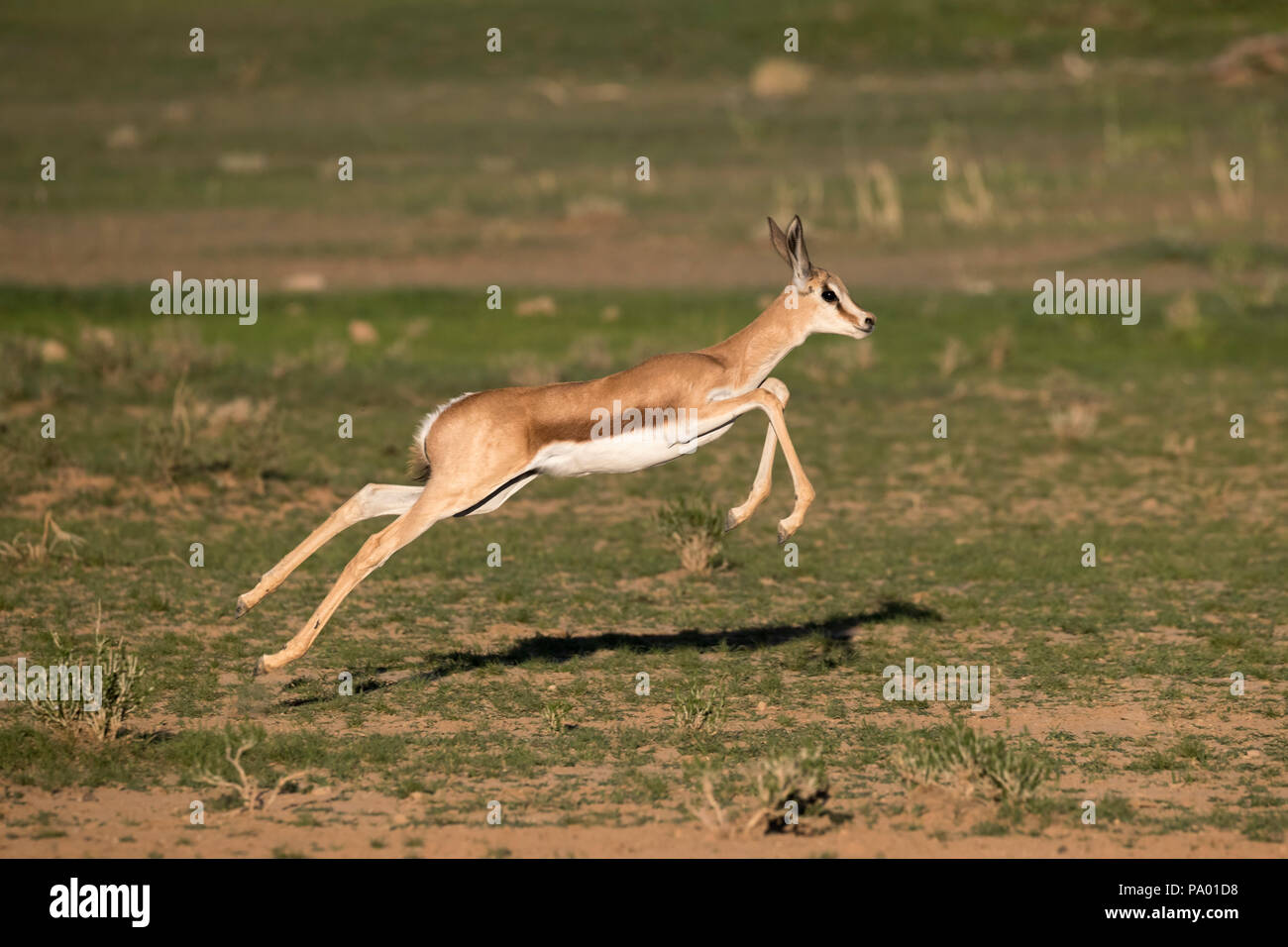 Springbok running hi-res stock photography and images - Alamy