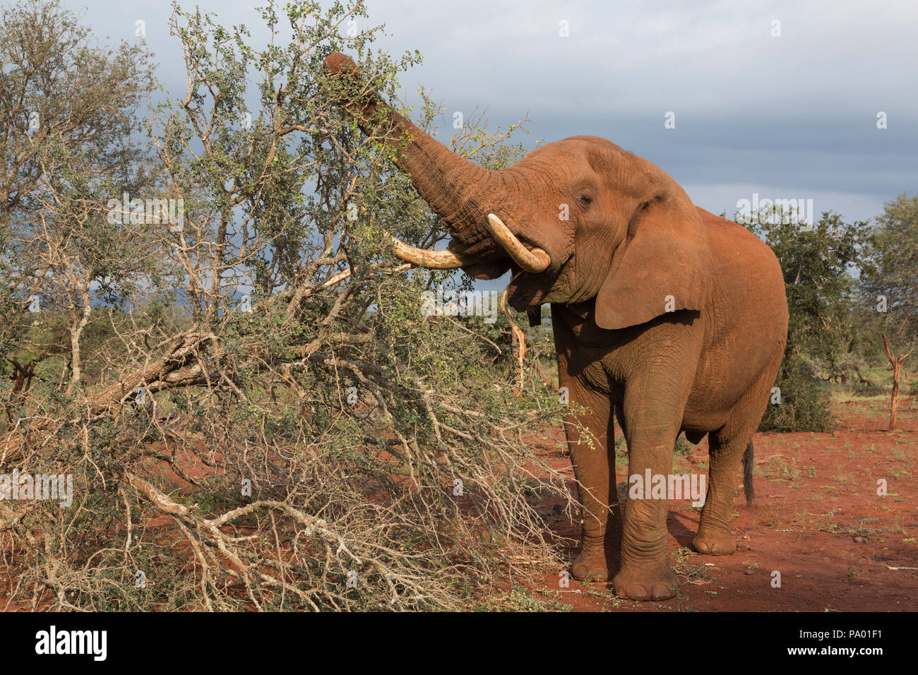 South african bull hi-res stock photography and images - Alamy