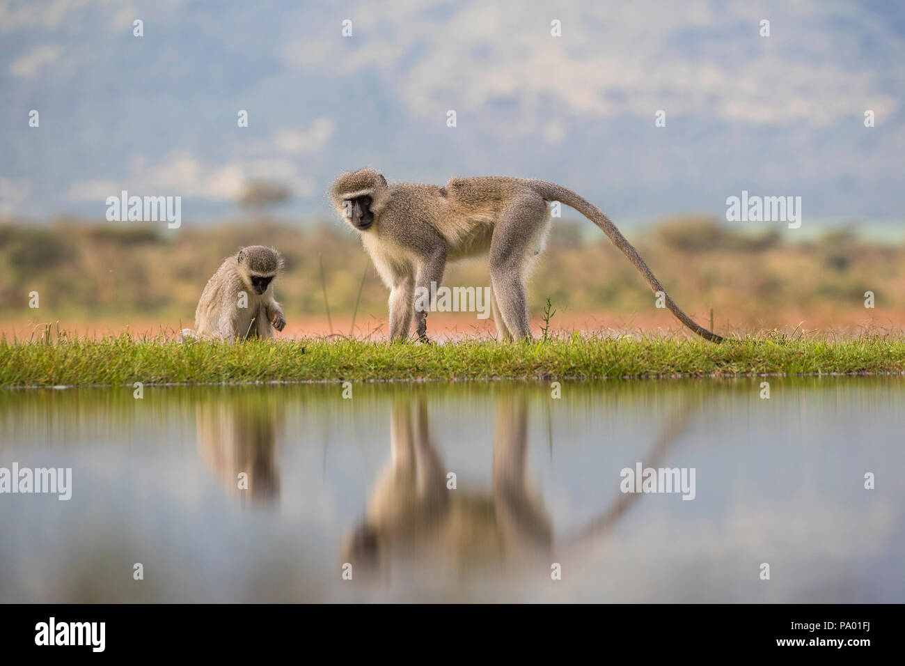 Vervet monkeys (Chlorocebus pygerythrus), Zimanga game reserve, KwaZulu ...