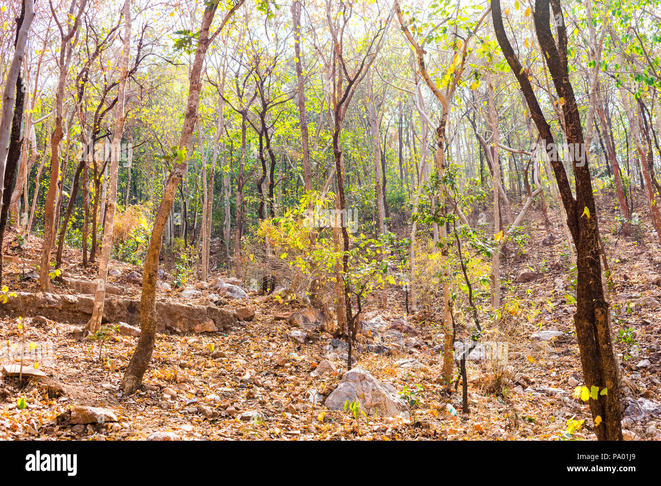 Indian forest hi-res stock photography and images - Alamy