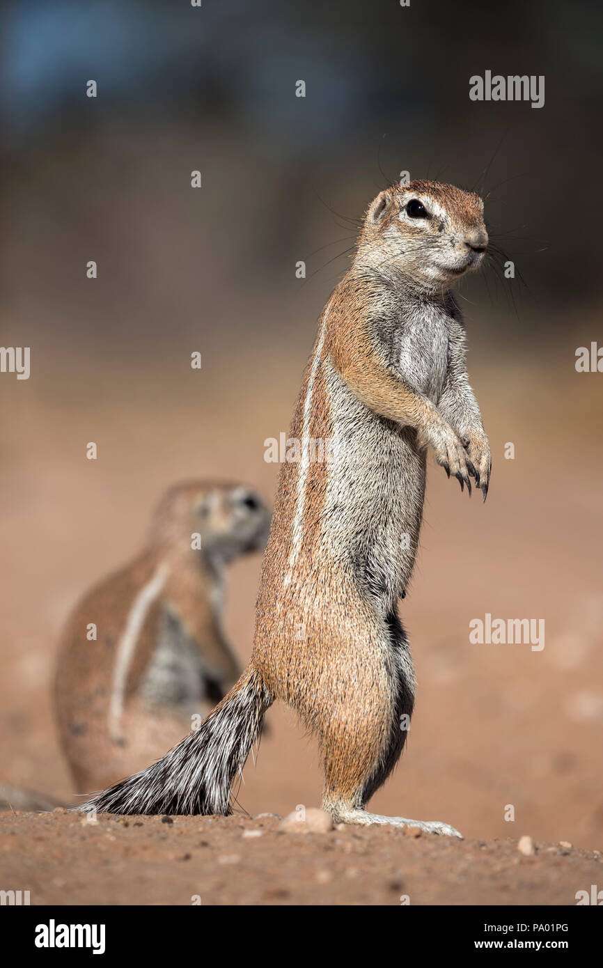 Ground squirrel (Xerus inauris), Kgalagadi Transfrontier Park, Northern ...