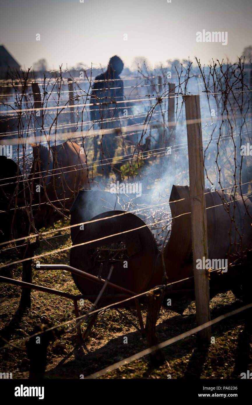 Burning of the vines in winter, vineyard, AOC SAINT-EMILION, GIRONDE ...