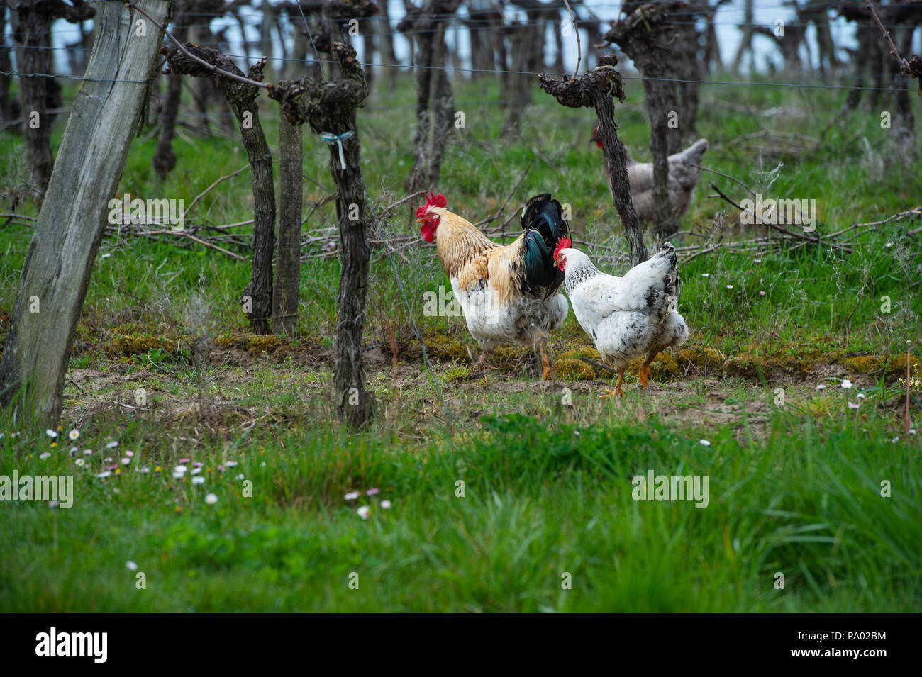 Rooster and hen on traditional free range poultry farm in the vineyards ...
