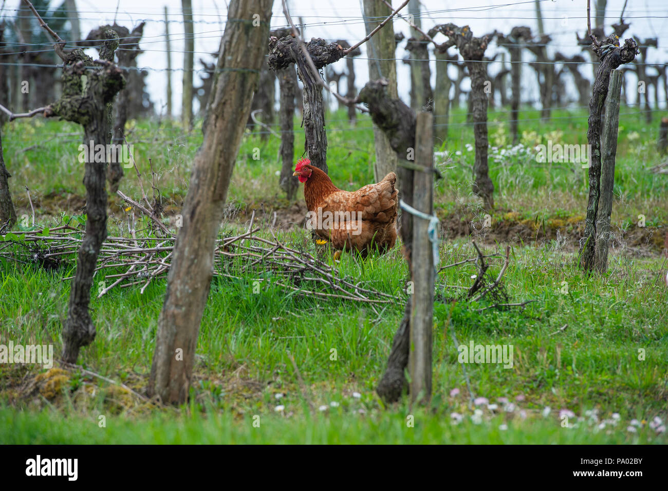 Rooster and hen on traditional free range poultry farm in the vineyards ...