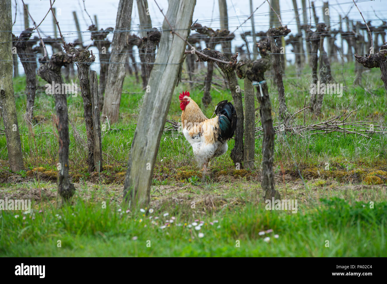 Rooster and hen on traditional free range poultry farm in the vineyards ...