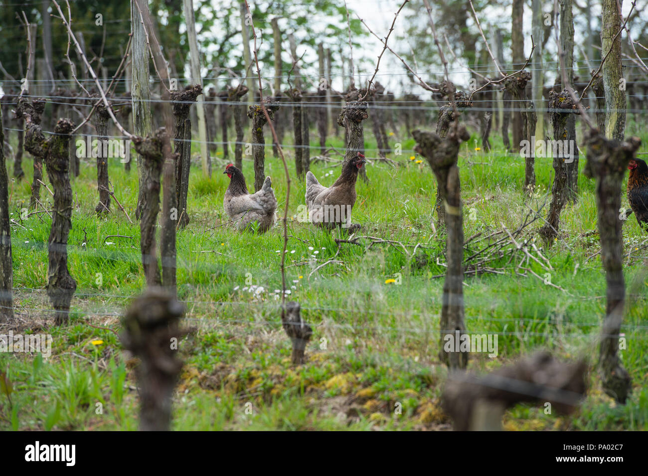 Rooster and hen on traditional free range poultry farm in the vineyards ...
