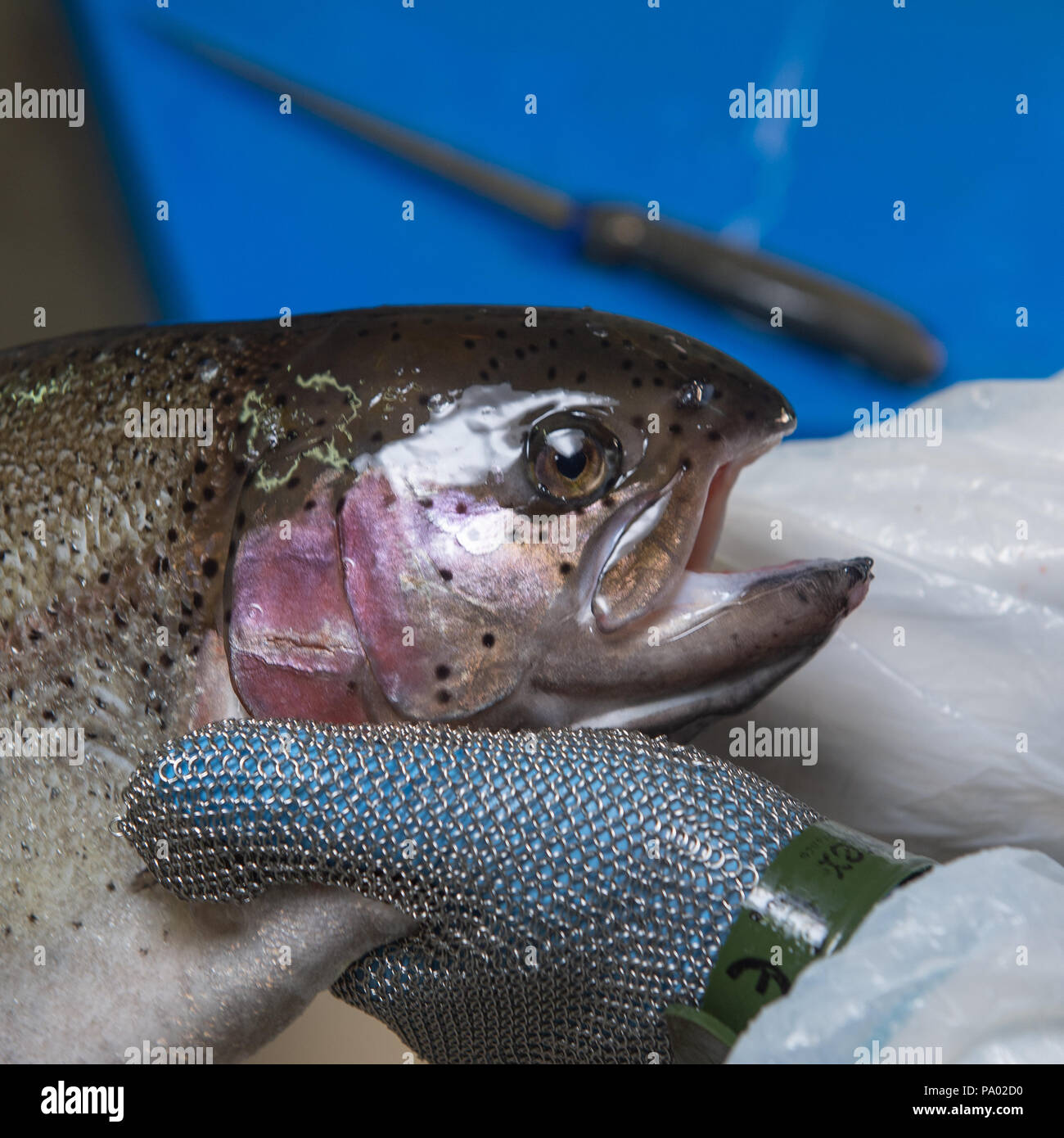 Cutting trout fillets on a fish farm, France, Europe Stock Photo - Alamy