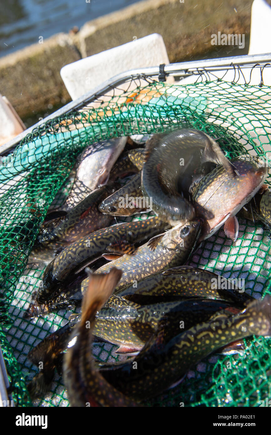 Fish hatchery raceway hi-res stock photography and images - Alamy