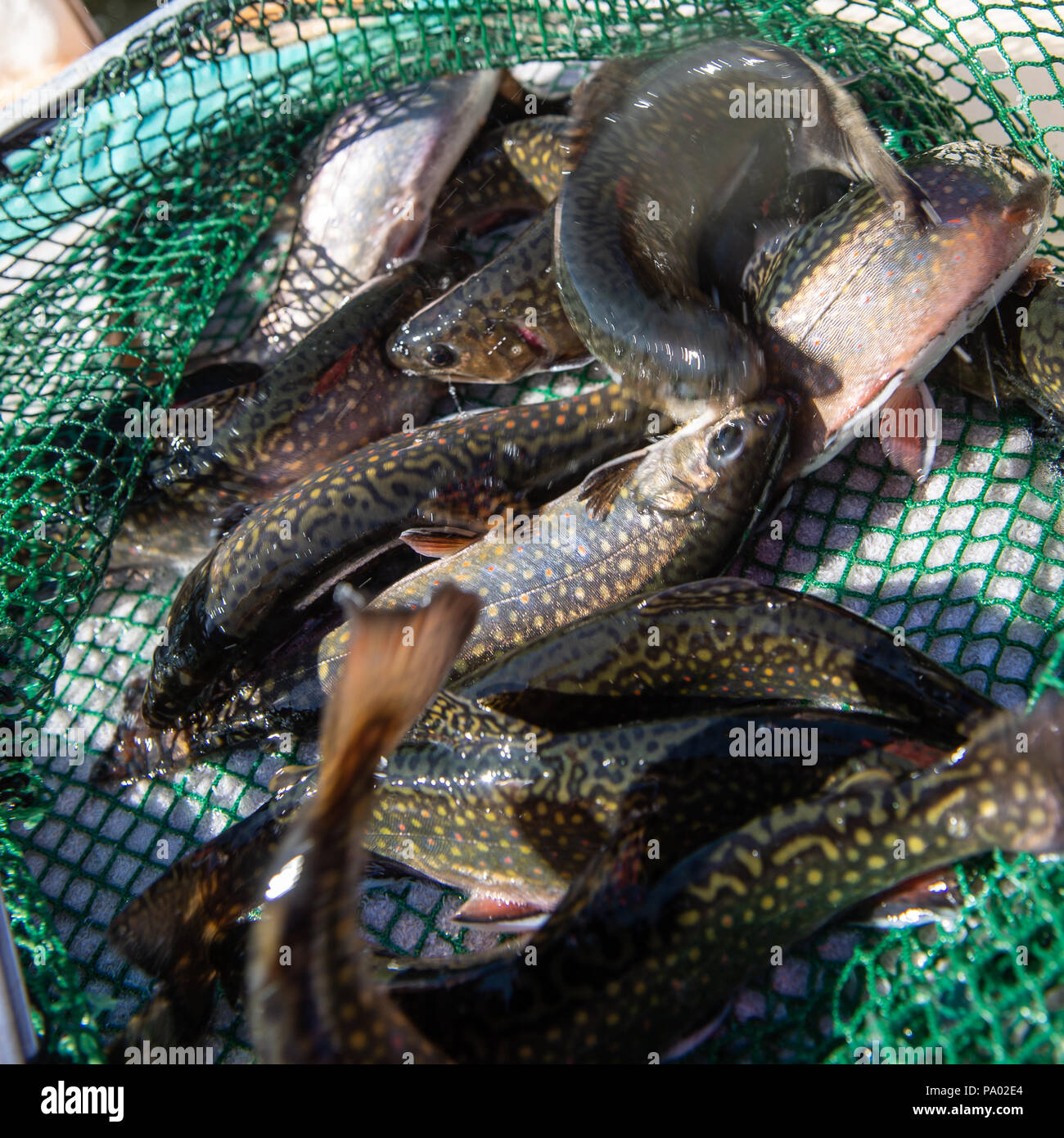 Trout at a fish farm in France, Europe Stock Photo - Alamy