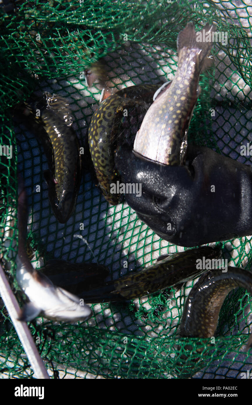 Fish hatchery raceway hi-res stock photography and images - Alamy
