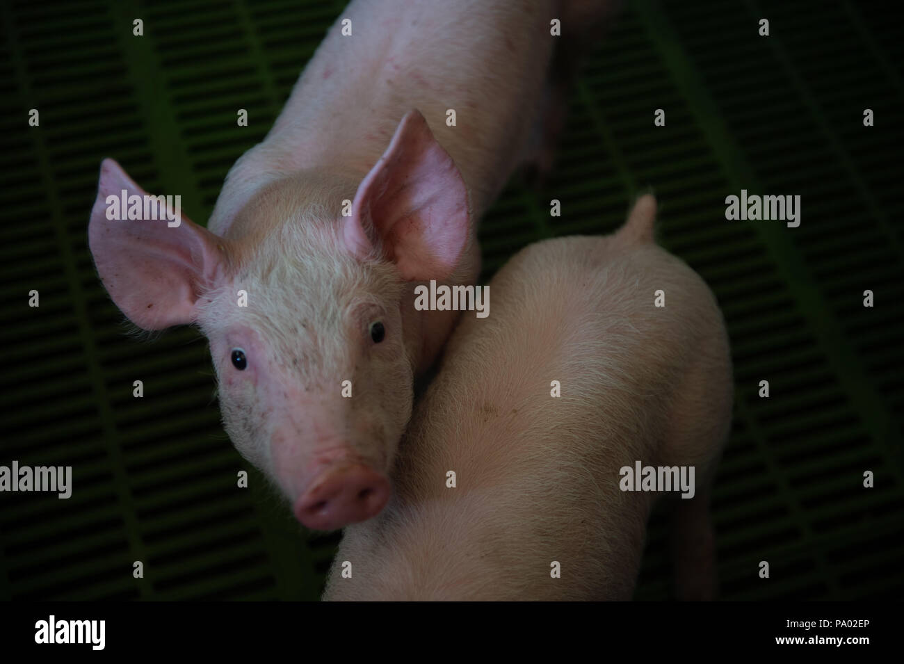 Domestic pigs. Pigs on a farm in the village, France Stock Photo - Alamy