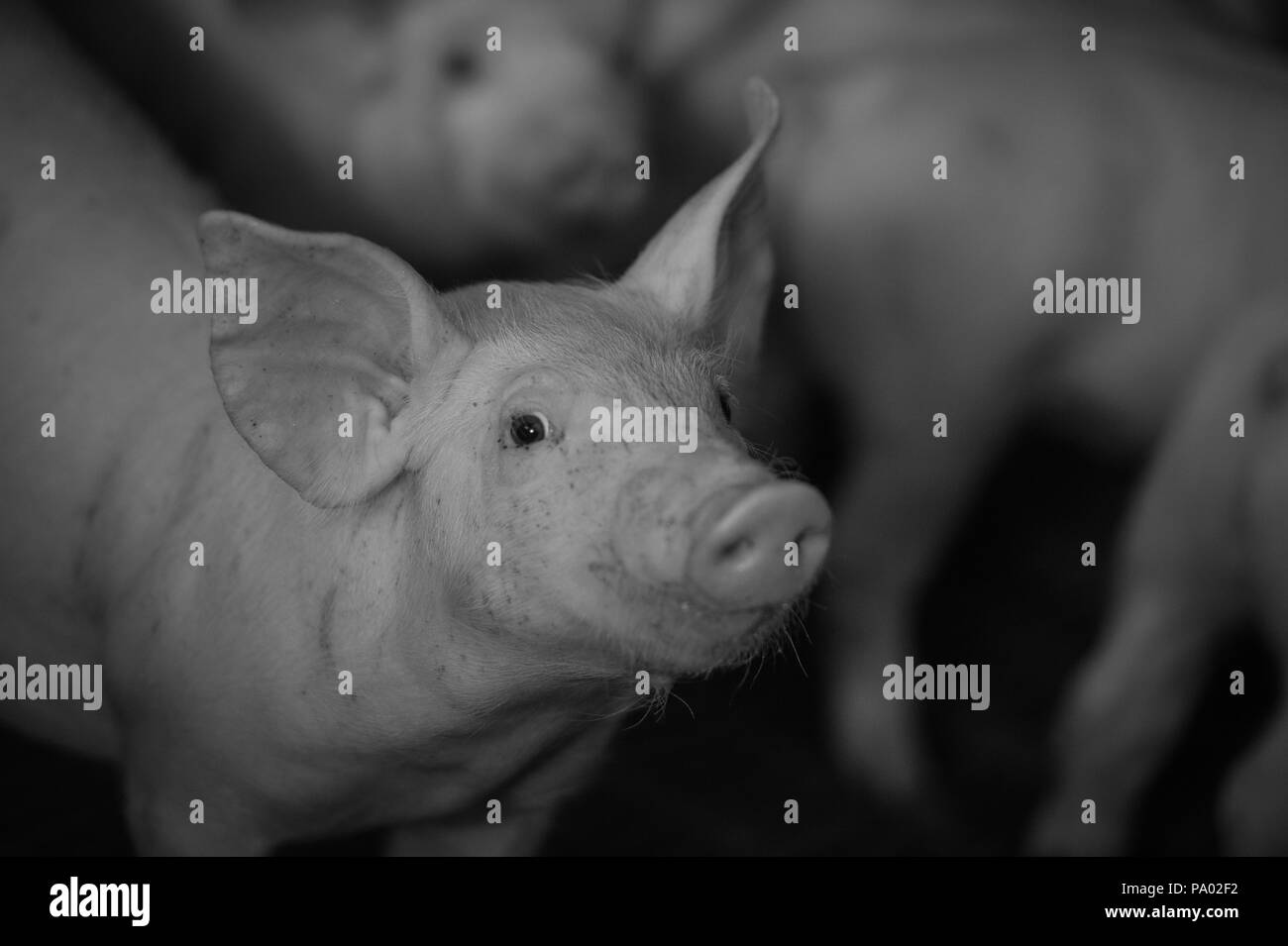 Domestic pigs. Pigs on a farm in the village, France Stock Photo - Alamy