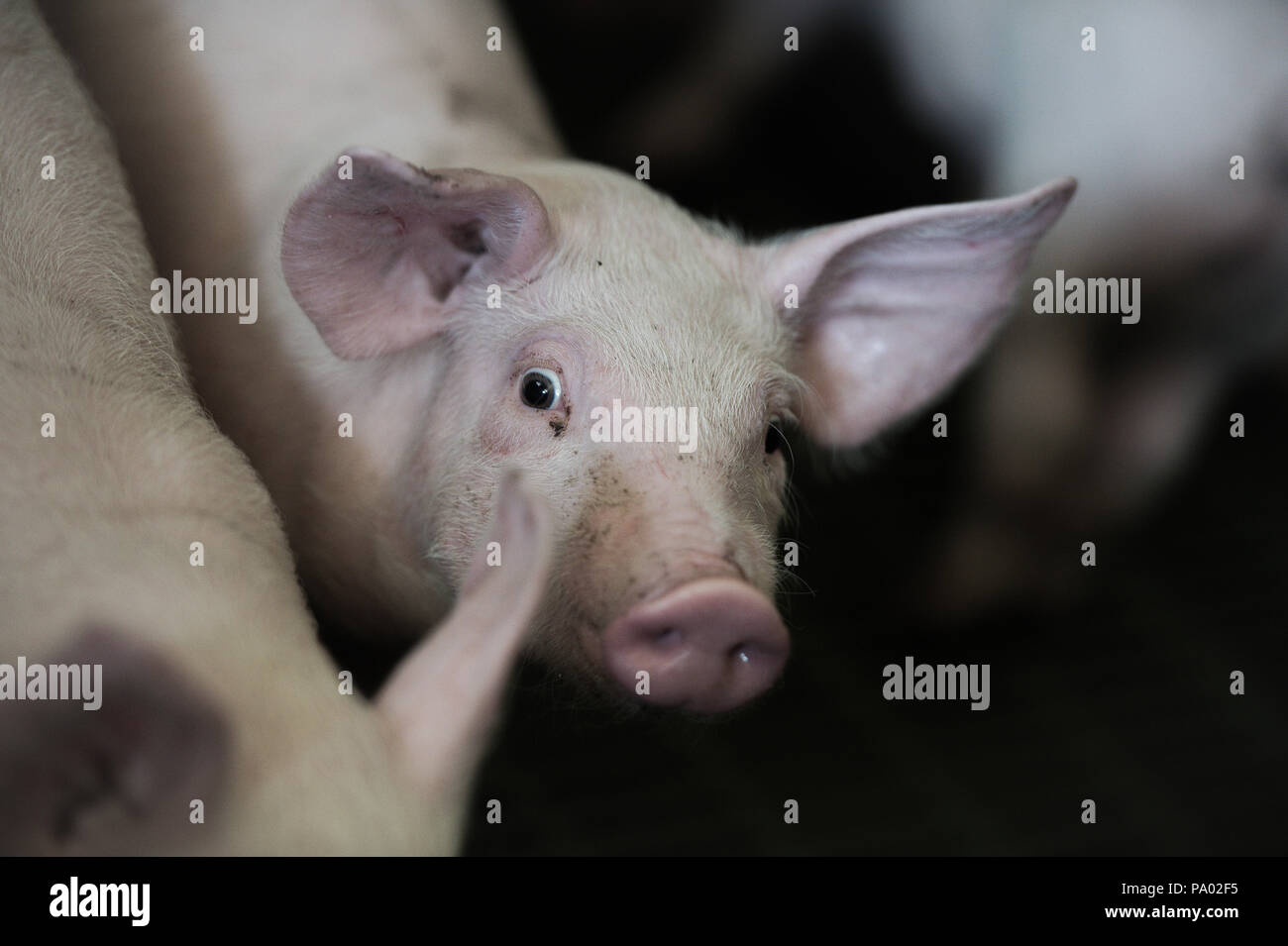 Domestic pigs. Pigs on a farm in the village, France Stock Photo - Alamy