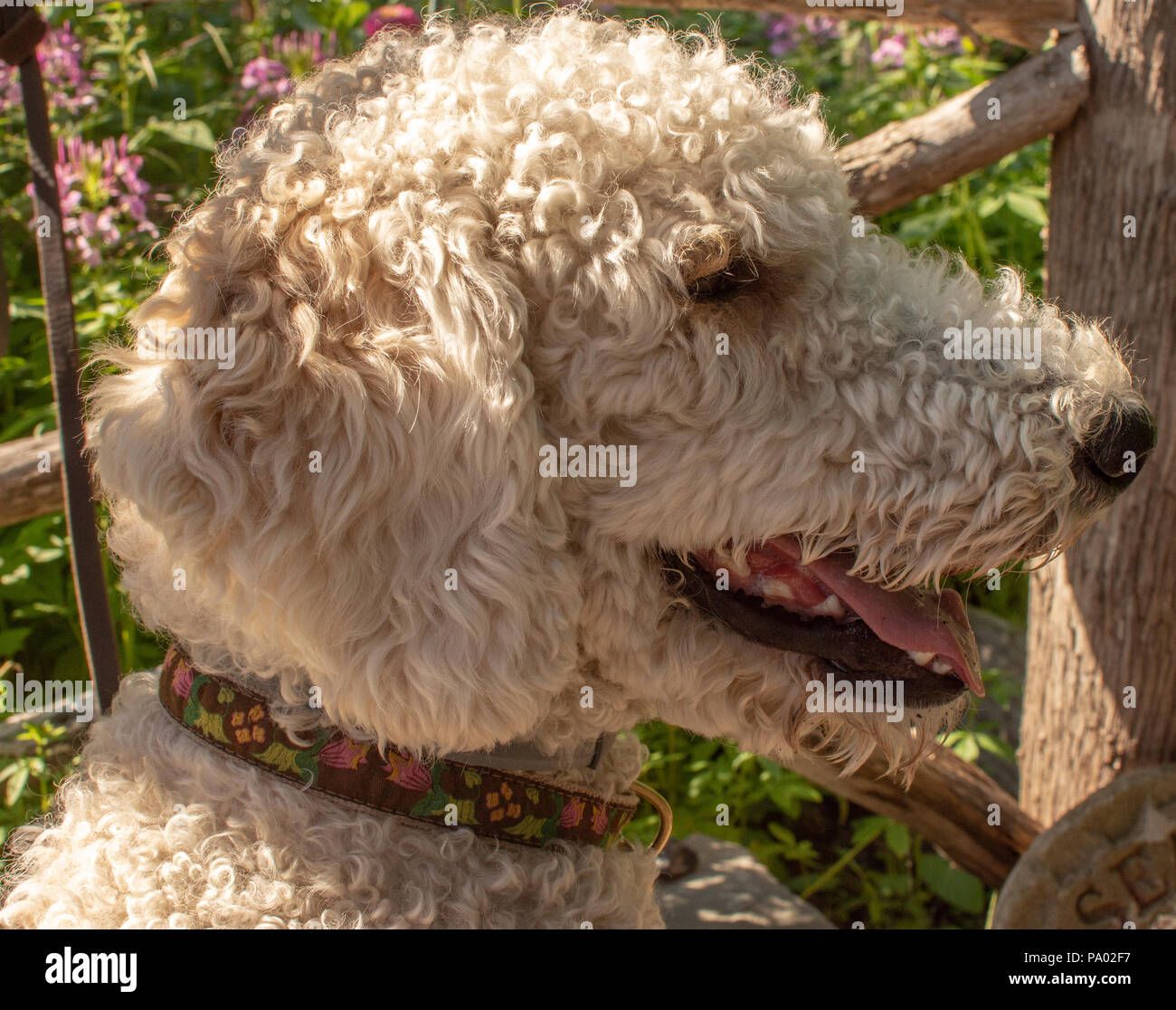 Cream Standard Poodle