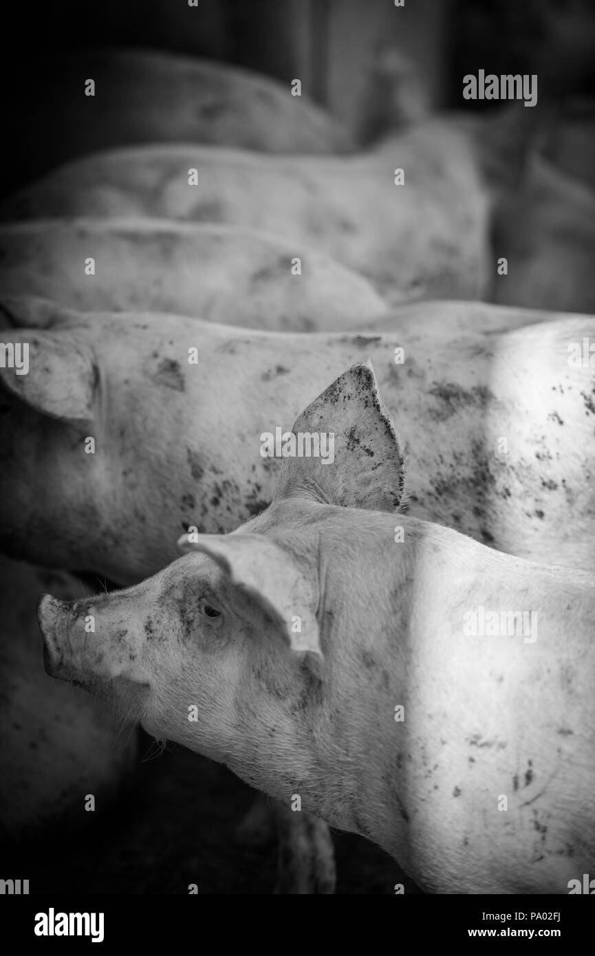 Domestic pigs. Pigs on a farm in the village, France Stock Photo - Alamy
