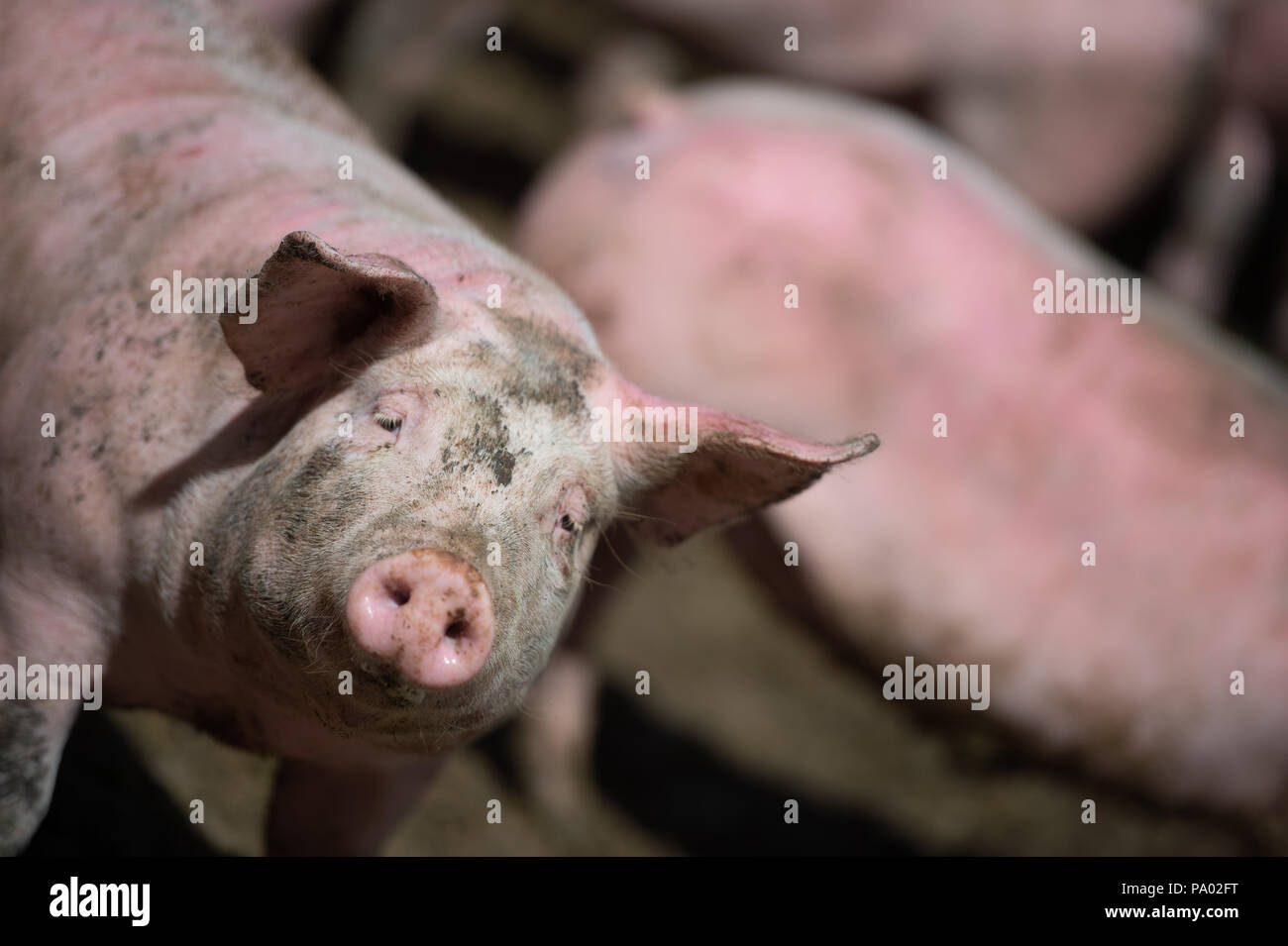 Domestic pigs. Pigs on a farm in the village, France Stock Photo - Alamy