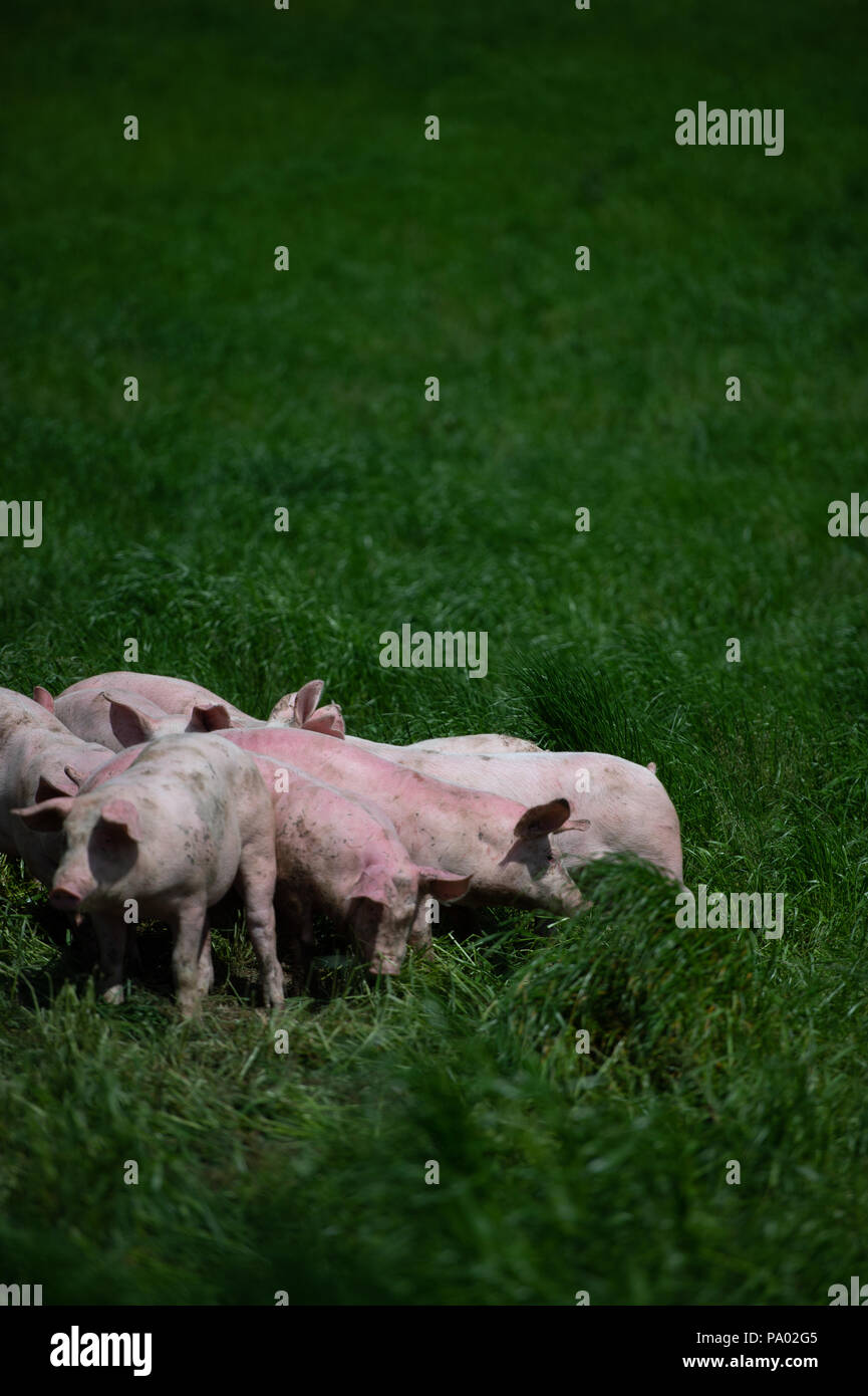 Domestic pigs. Pigs on a farm in the village, France Stock Photo - Alamy