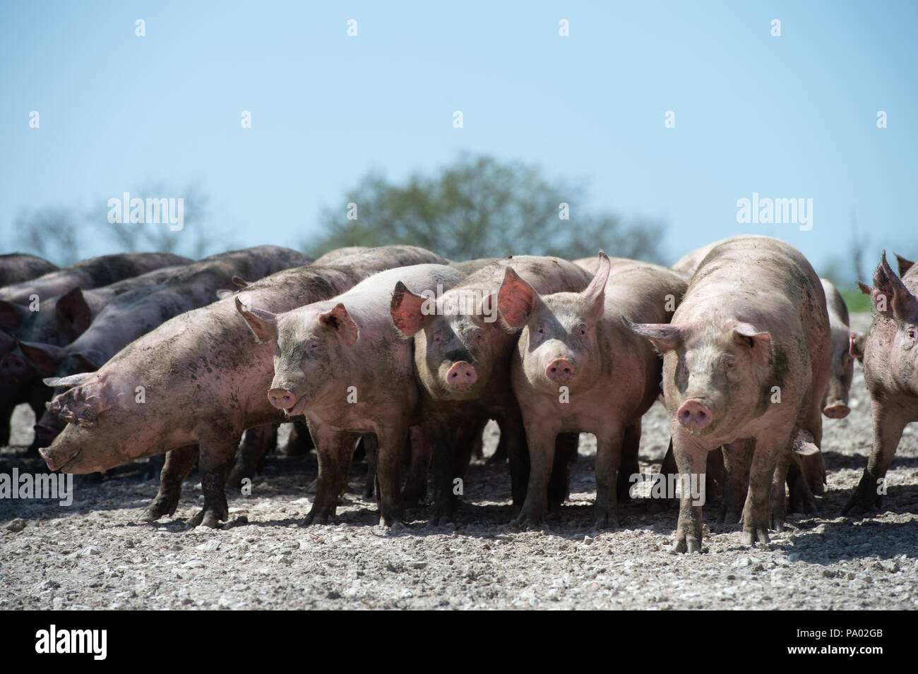 Domestic pigs. Pigs on a farm in the village, France Stock Photo - Alamy