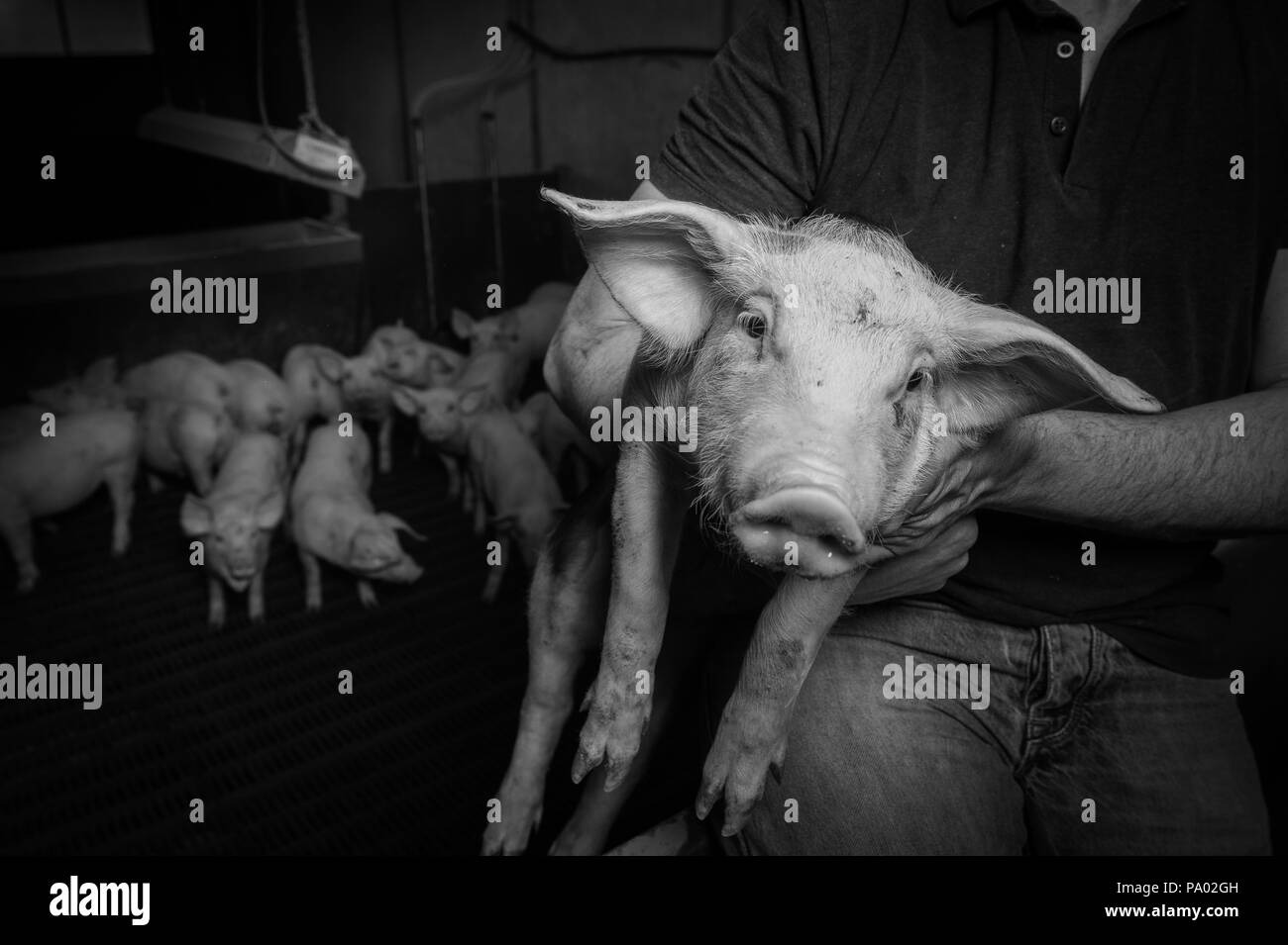 Breeding pigs Black and White Stock Photos & Images - Alamy
